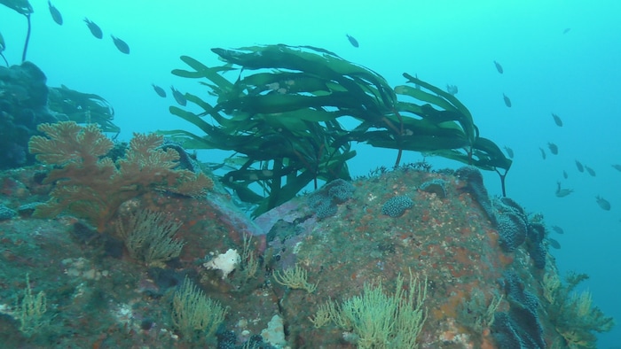 Une chercheuse découvre par hasard des forêts de varech près des îles ...