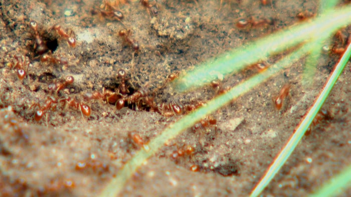 Gatineau veut s’attaquer aux fourmis rouges | Radio-Canada