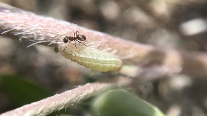 Une espèce de papillons unique au parc national des Lacs-Waterton ...