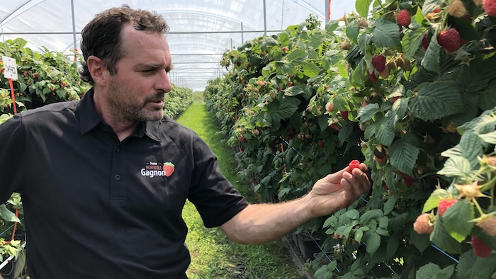 Une dernière saison de fraises pour la Ferme Gagnon à Trois-Rivières ...