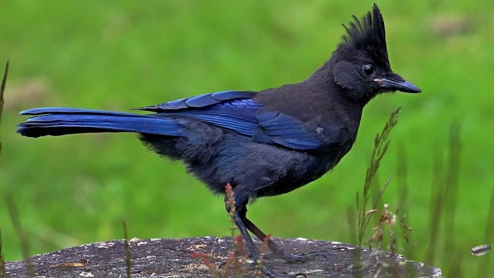 Le colibri d’Anna est couronné « meilleur oiseau » de Colombie ...