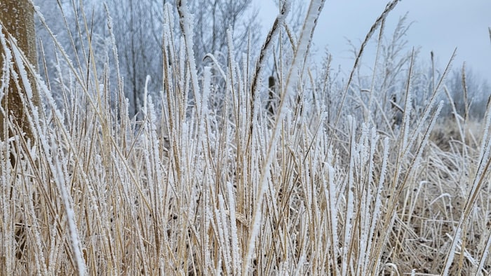 Le givre en trois questions | Radio-Canada