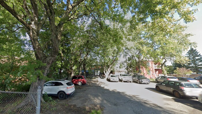 Des arbres majestueux maintenant dénudés à Rimouski | Radio-Canada