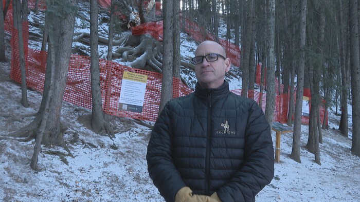 Cochrane perd son « Grandfather Tree » dans une tempête de vent | Radio ...