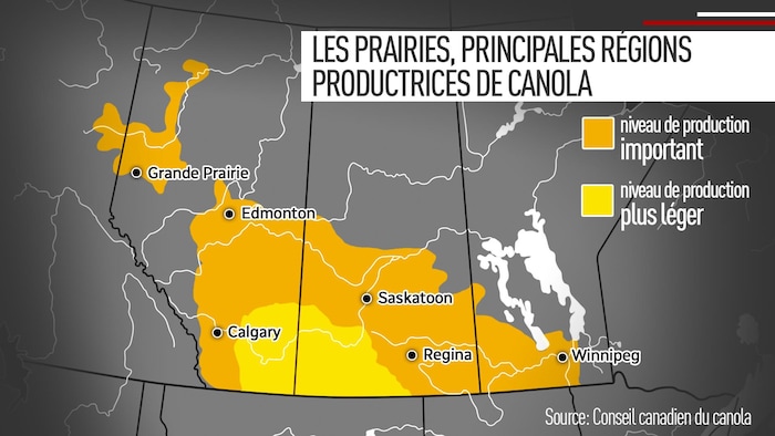 Le canola, pour réduire la demande de combustible fossile | Radio-Canada