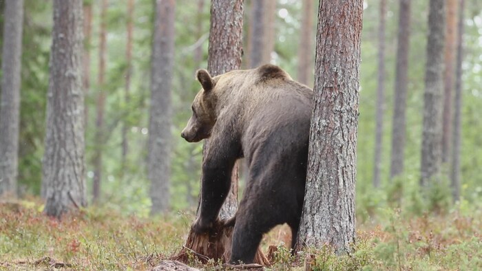 Suivre à la trace le grizzly | Radio-Canada