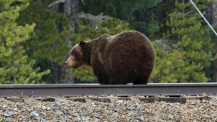 Le Boss réveillé, les Albertains sont priés de garder leurs distances ...