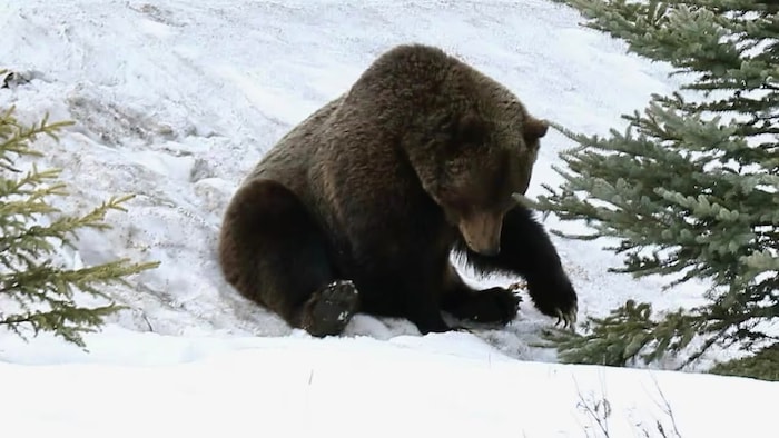 Les ours des zones écotouristiques rentreraient moins en conflit avec ...