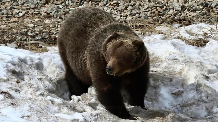 Le Boss réveillé, les Albertains sont priés de garder leurs distances ...