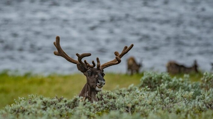 VR project brings the realities of Arctic climate change in Canada to ...