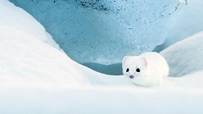 Le redoux hivernal est-il regrettable pour les animaux sauvages ...