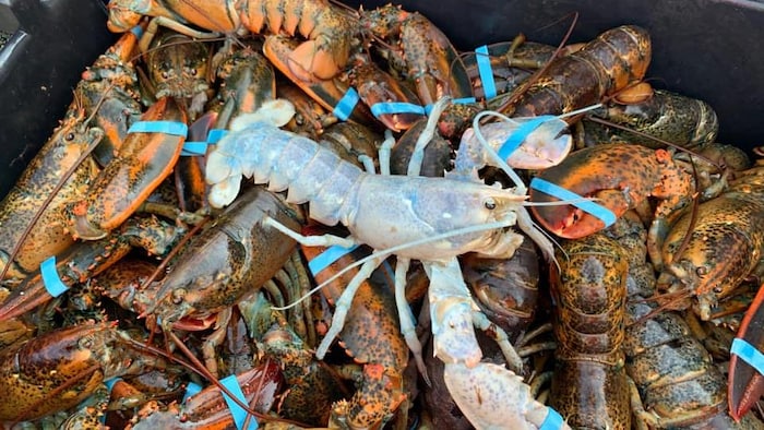 Des homards de toutes les couleurs cette année à l’Île-du-Prince ...