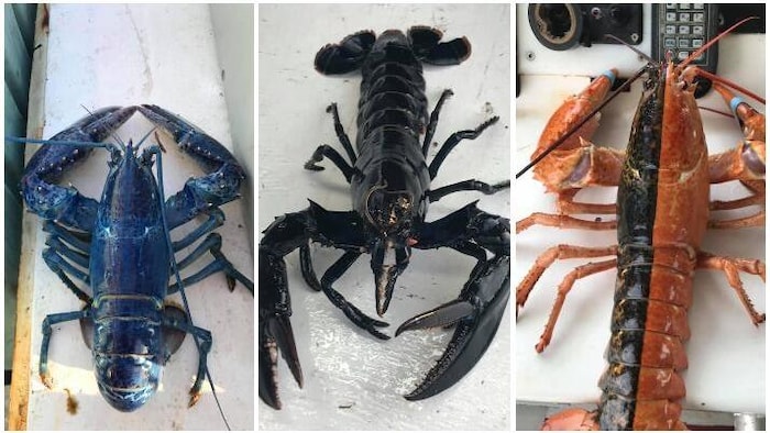 Des homards de toutes les couleurs cette année à l’Île-du-Prince ...