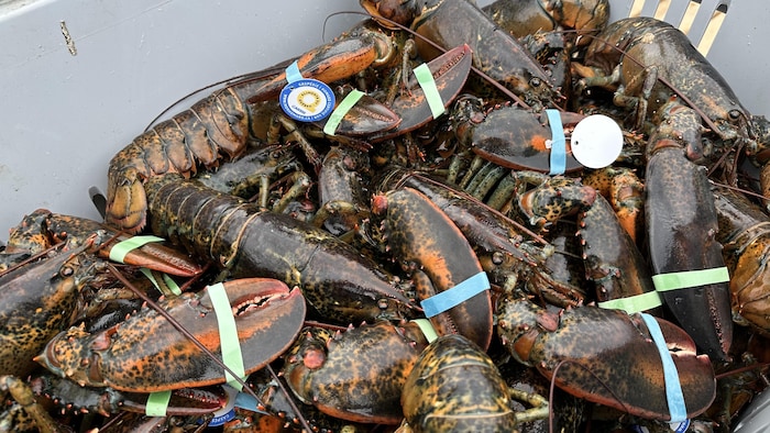 La Poissonnerie Blanchette de Tourelle restera ouverte | Radio-Canada