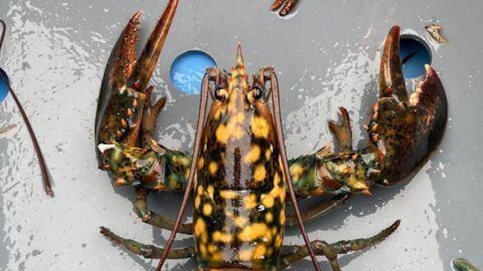 Des homards de toutes les couleurs cette année à l’Île-du-Prince ...