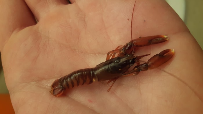 Les changements climatiques changent l'industrie de la pêche au homard ...