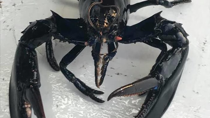 Des homards de toutes les couleurs cette année à l’Île-du-Prince ...