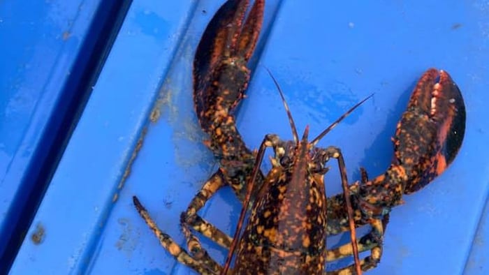 Des homards de toutes les couleurs cette année à l’Île-du-Prince ...