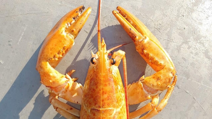 Des homards de toutes les couleurs cette année à l’Île-du-Prince ...