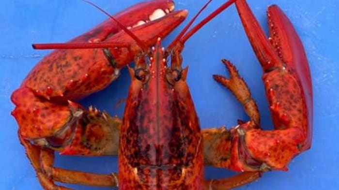 Des homards de toutes les couleurs cette année à l’Île-du-Prince ...