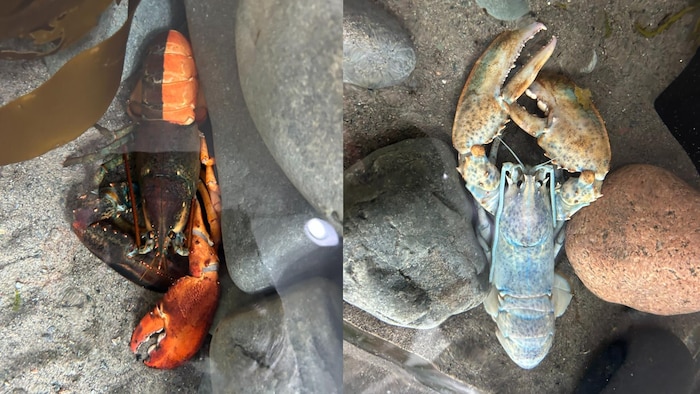 Deux homards multicolores en vedette à Darmouth | Radio-Canada