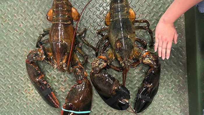 Deux homards gigantesques attirent les visiteurs à l’Aquarium de ...