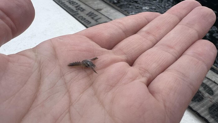 Des larves de homards lâchées dans le golfe du Saint-Laurent pour ...