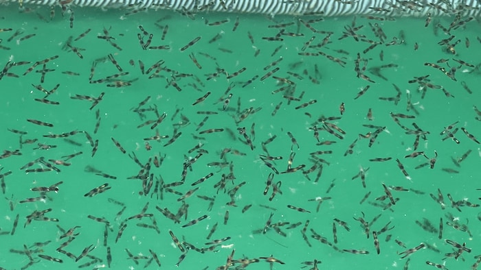Des larves de homards lâchées dans le golfe du Saint-Laurent pour ...