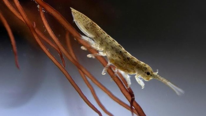 L’idotée, une véritable abeille des mers | Radio-Canada