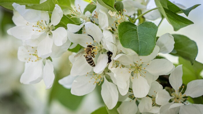 « Fleurir le Québec » pour les insectes pollinisateurs | Radio-Canada