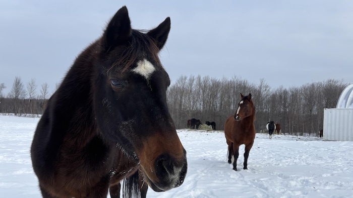 Des chevaux permettent à des victimes d’actes criminels de cheminer ...