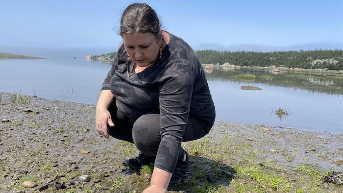 Les plantes du littoral, mises en danger par la cueillette? | Radio-Canada