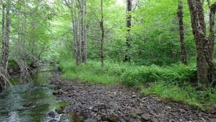 Des scientifiques découvrent des espèces rares lors d’une étude de l ...