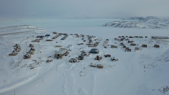Inquiétudes face à l’abondance de renards arctiques au Nunavik | Radio ...