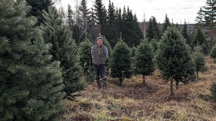 Un sapin plus résistant aux changements climatiques développé en ...