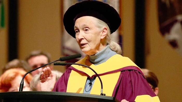 Un doctorat honorifique ontarien pour Jane Goodall | Radio-Canada