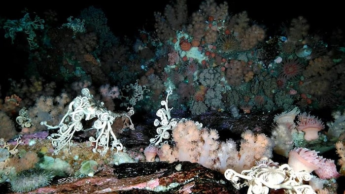 Des chercheuses épatées par la découverte d’un jardin de corail à T.-N ...