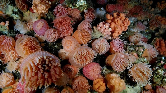 Des chercheuses épatées par la découverte d’un jardin de corail à T.-N ...