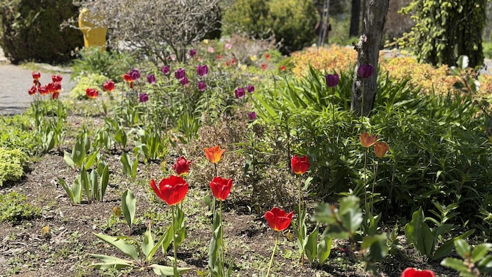 Les Jardins de Doris confiés à la CDC Région Matane pour l’été 2026 ...