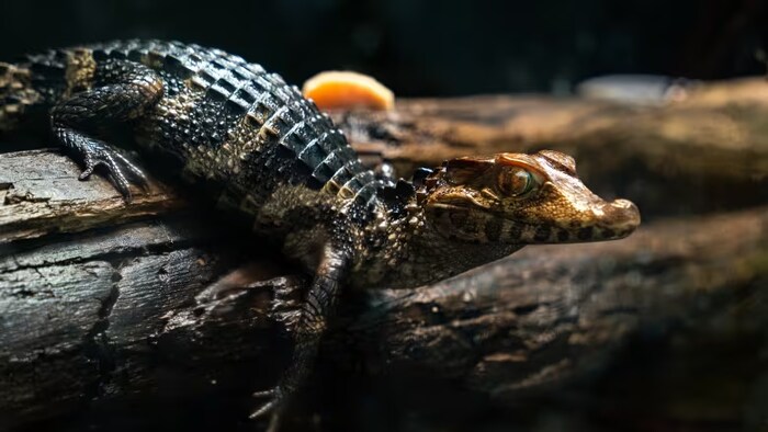 Un caïman nain de Cuvier sauvé des trafiquants | Radio-Canada