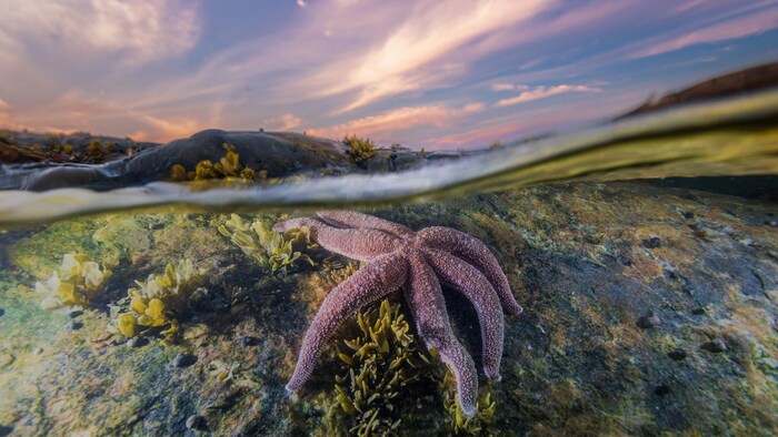 Jean-Christophe Lemay nommé photographe animalier de l’année par le ...