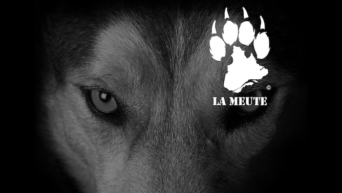 La Meute de plus en plus populaire dans la région | Radio-Canada