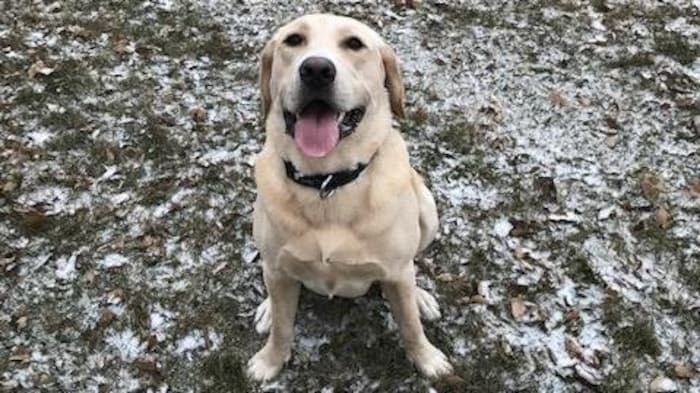 Le chien Sully à la rescousse | Radio-Canada