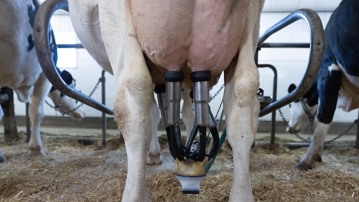 Dans la mire des Américains, les producteurs laitiers demandent un ...