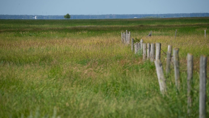 Bienvenue au Lake Ranch, la frange nord de la prairie à herbes hautes ...