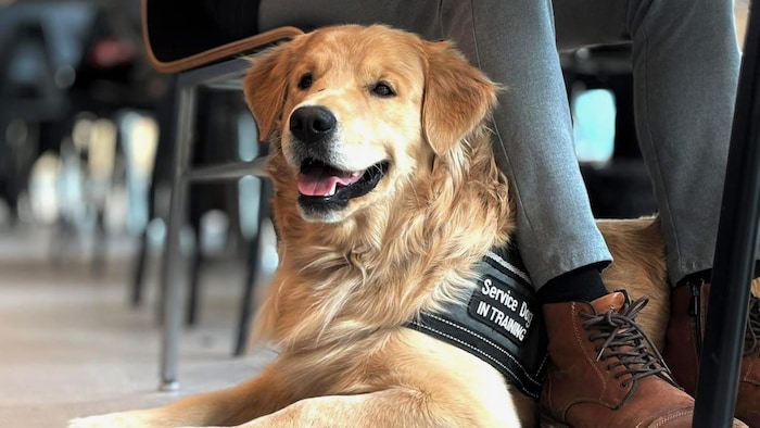 Un chien meurt attaqué dans un chenil à Gatineau : la police enquête ...