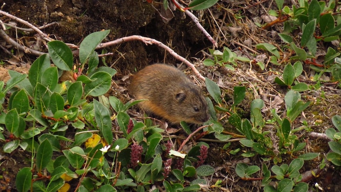 Comprendre les lemmings, le « garde-manger » de l'Arctique | Radio-Canada