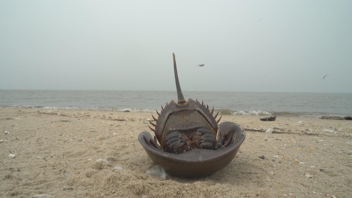 Les limules, des « fossiles vivants » vitaux pour la sécurité des ...