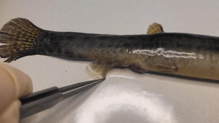 Première capture d’un poisson d’une espèce envahissante en Nouvelle ...