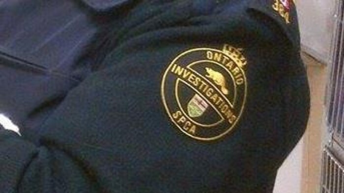 Possible cas de cruauté animale dans le Niagara | Radio-Canada